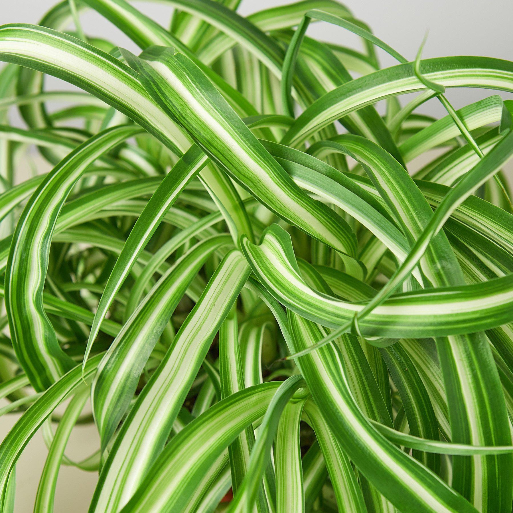 Spider Plant 'Bonnie' | Indoor Plant | Tropical Plant | Potted Plant | House Plant Shop — House ...