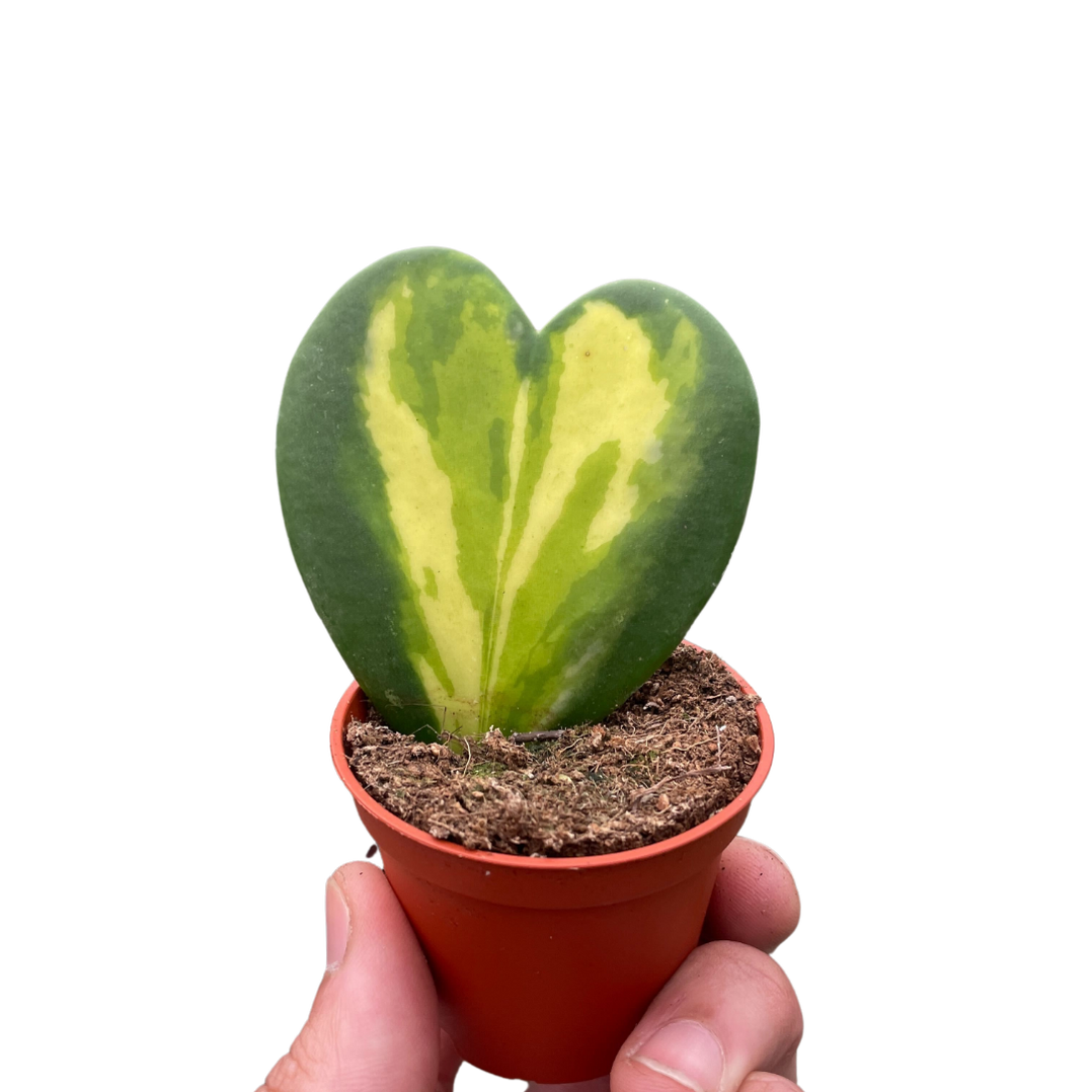 Hoya Heart 'Reverse Variegata' | Indoor Plant | Tropical Plant | Potted ...