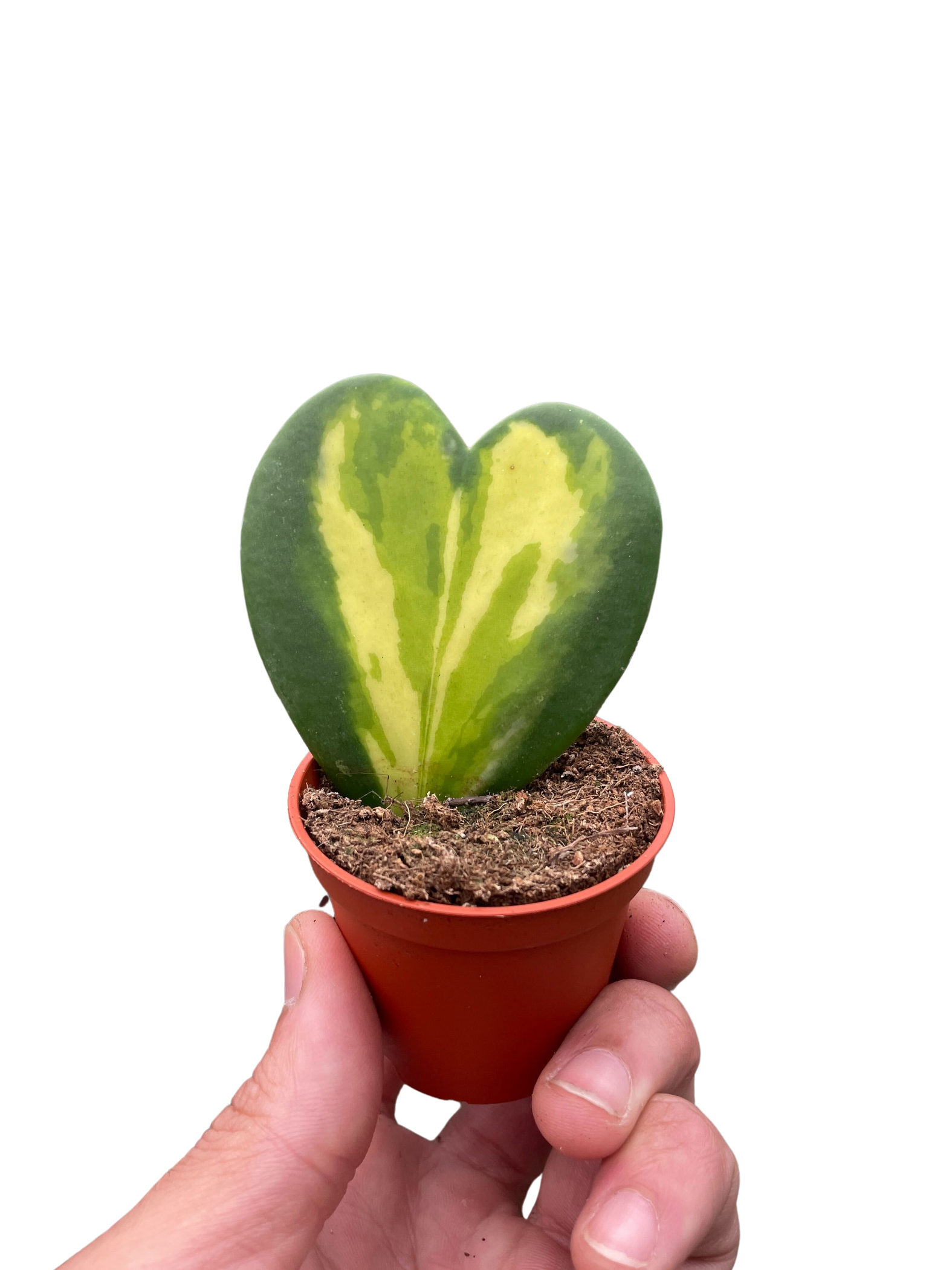 Hoya Heart 'Reverse Variegata' | Indoor Plant | Tropical Plant | Potted ...
