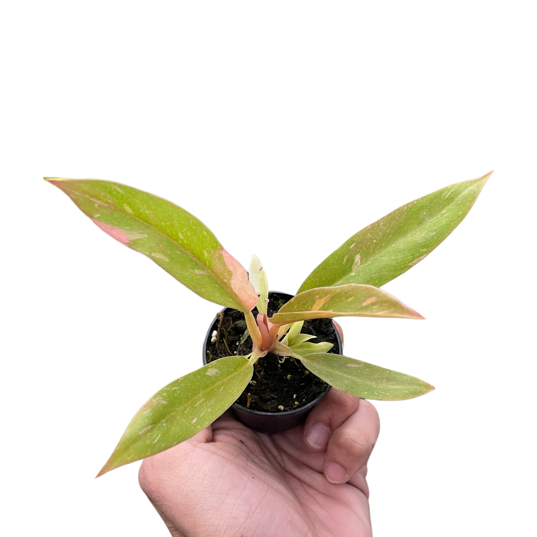 Philodendron Ring of Fire Variegated | Indoor Plant | Tropical Plant ...