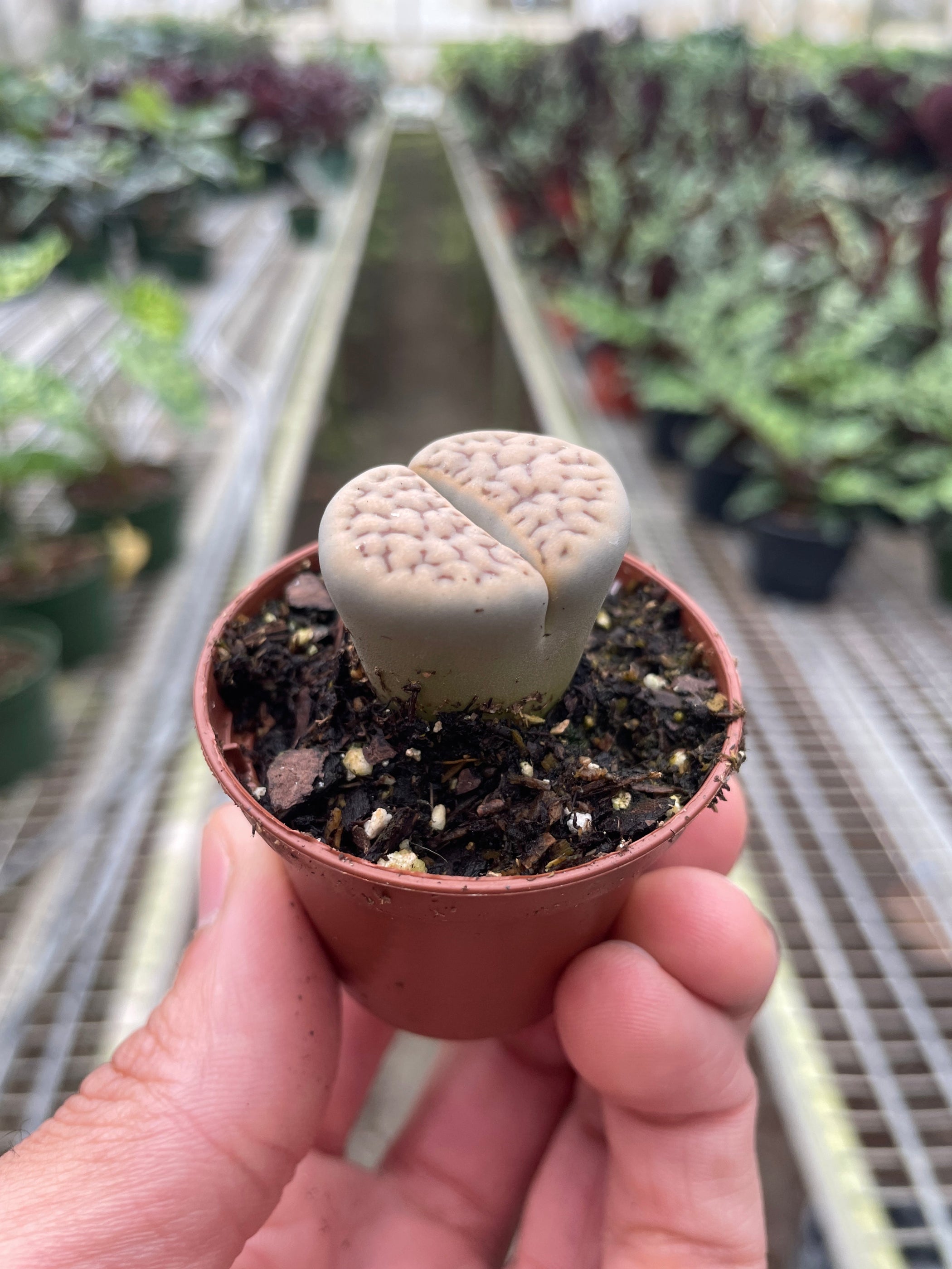 Lithop Living Stone | House Plant Dropship