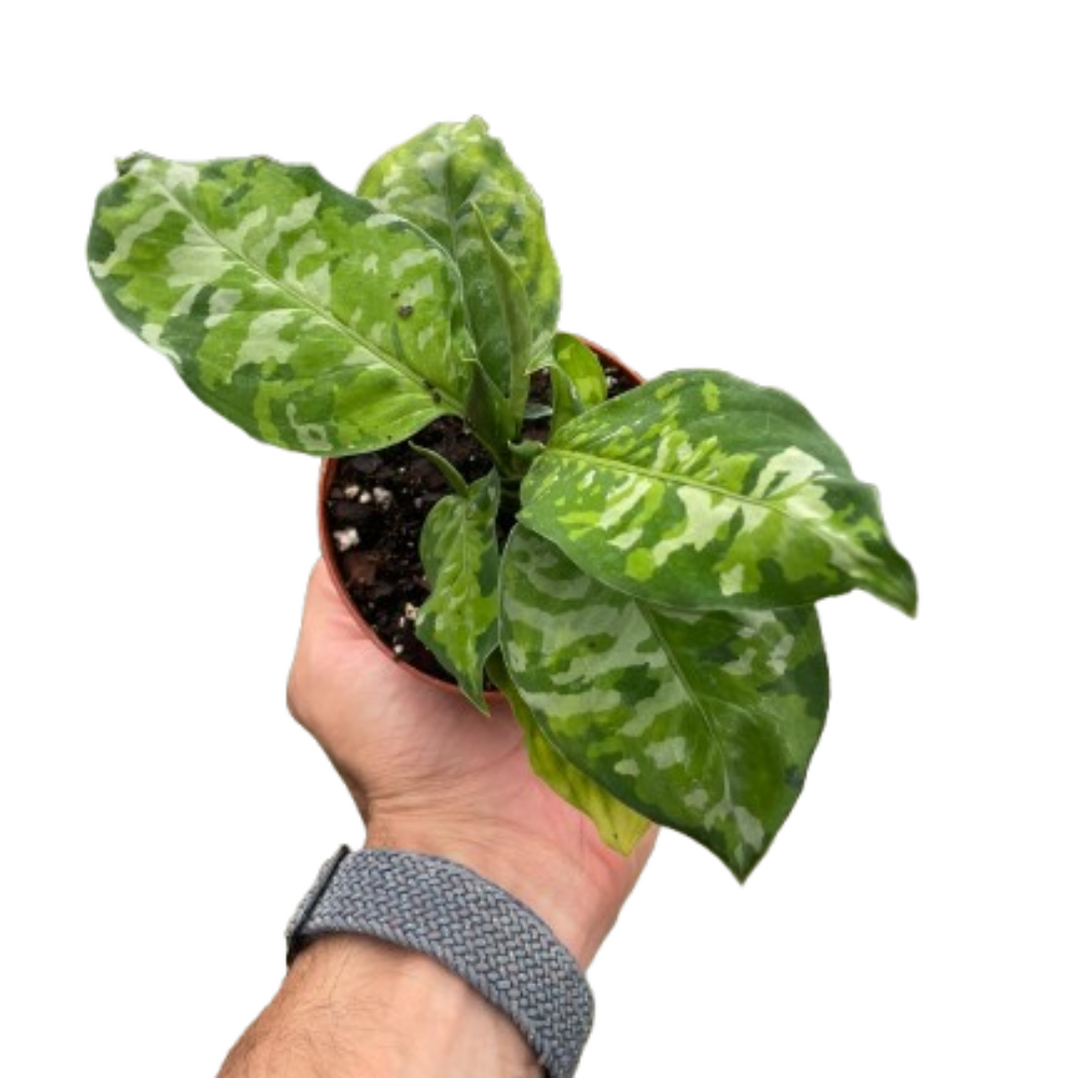 Chinese Evergreen Pictum Tricolor | House Plant Dropship