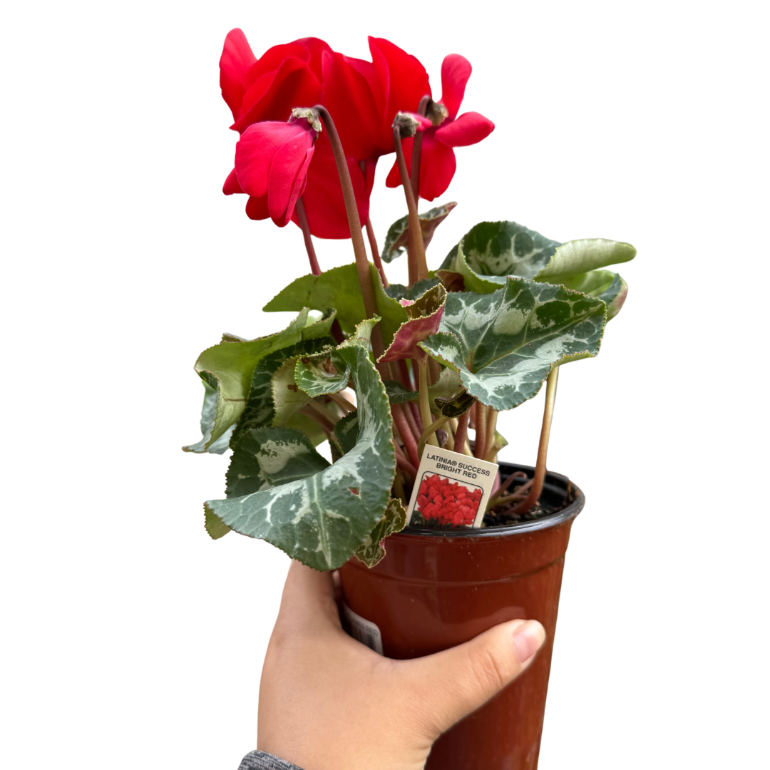 Cyclamen 'Red' — House Plant Dropship
