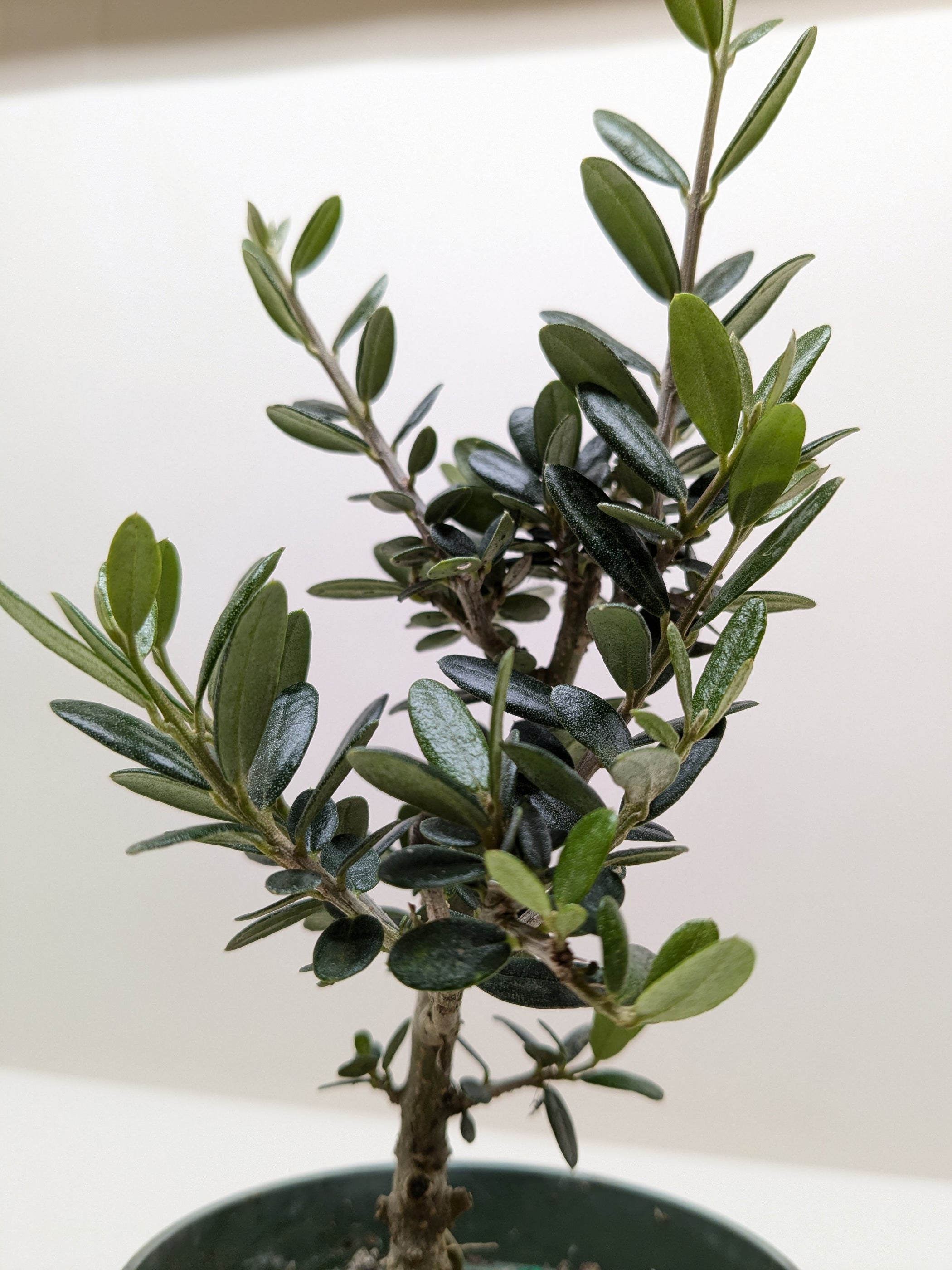Common Olive Tree (Olea europaea) | House Plant Dropship