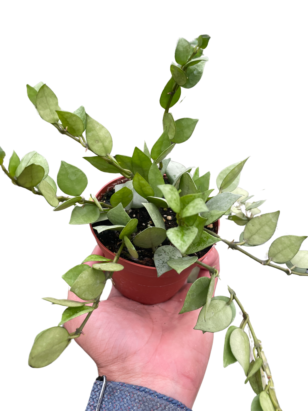 Hoya 'Krohniana Super Silver' — House Plant Dropship