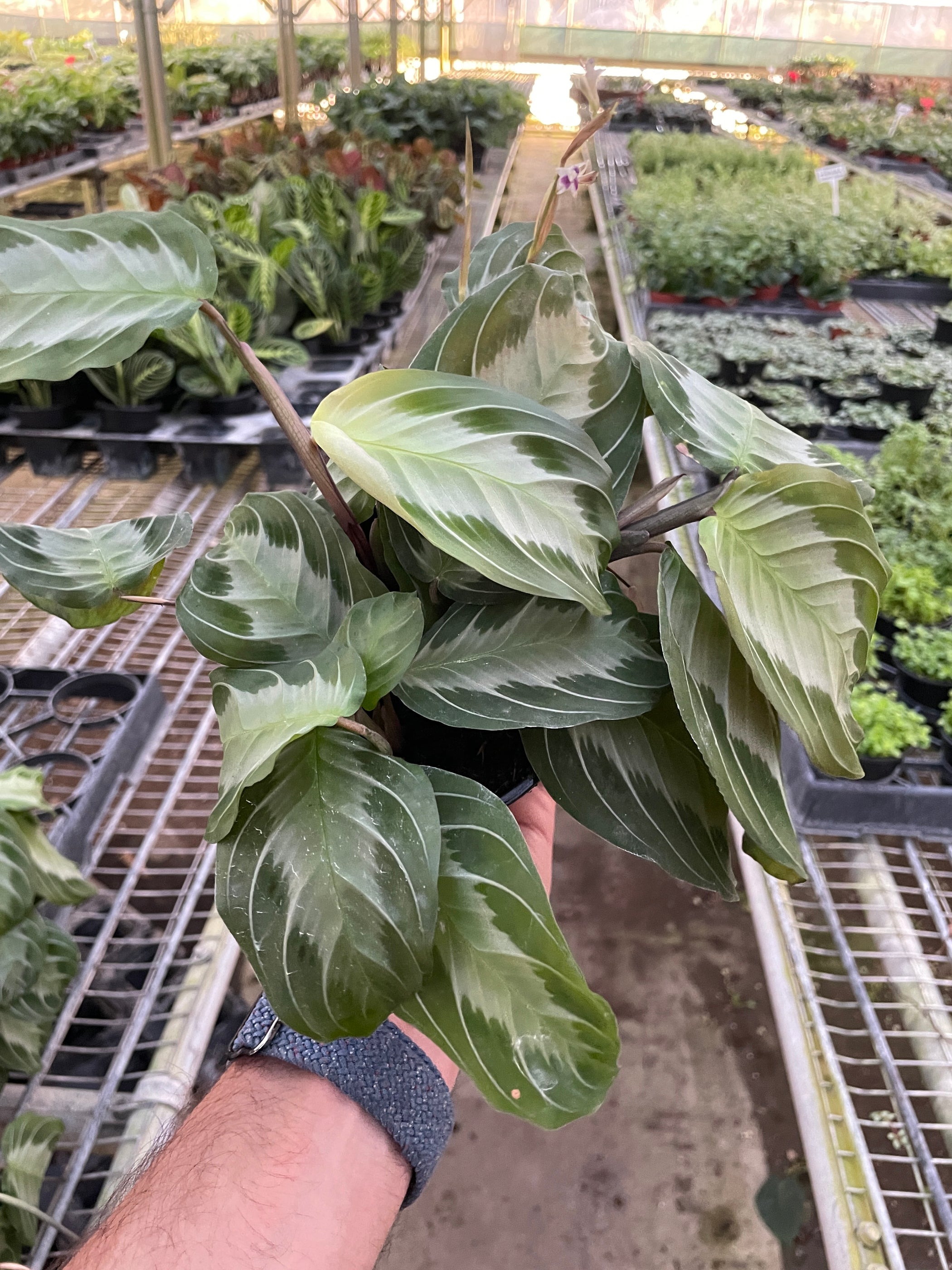Maranta 'Silver Band' — House Plant Dropship