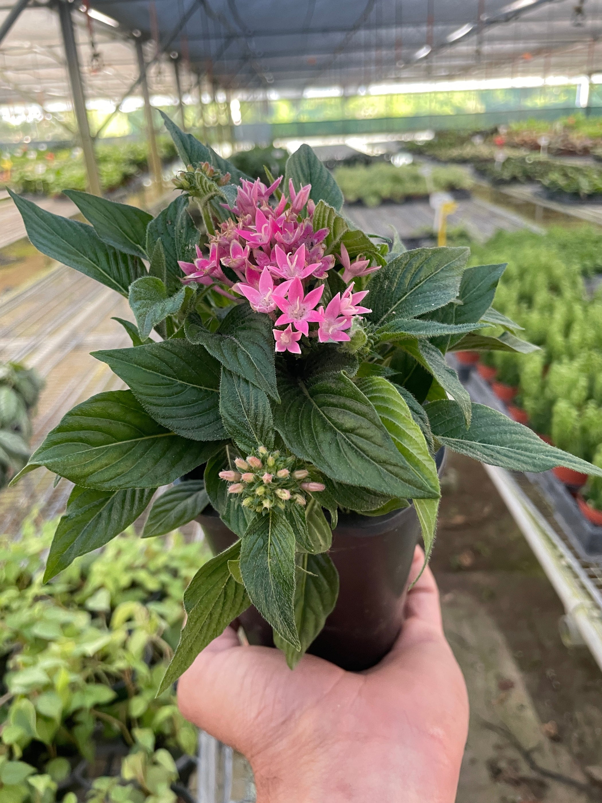 Penta | Indoor Plant | Tropical Plant | Potted Plant | House Plant Dropship