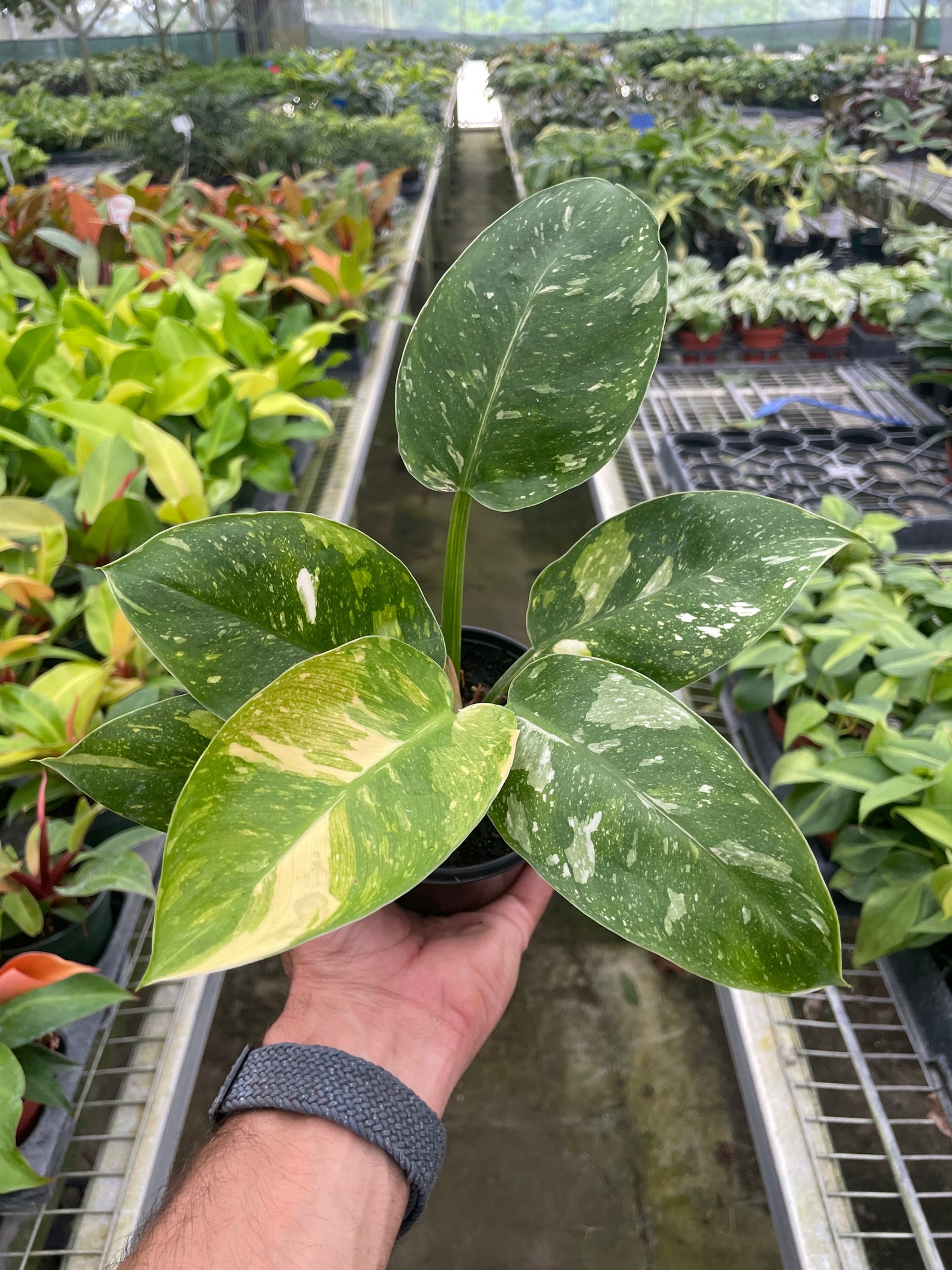 Philodendron 'Congo Nuclear' - 4" Pot | Indoor Plant | Tropical Plant ...