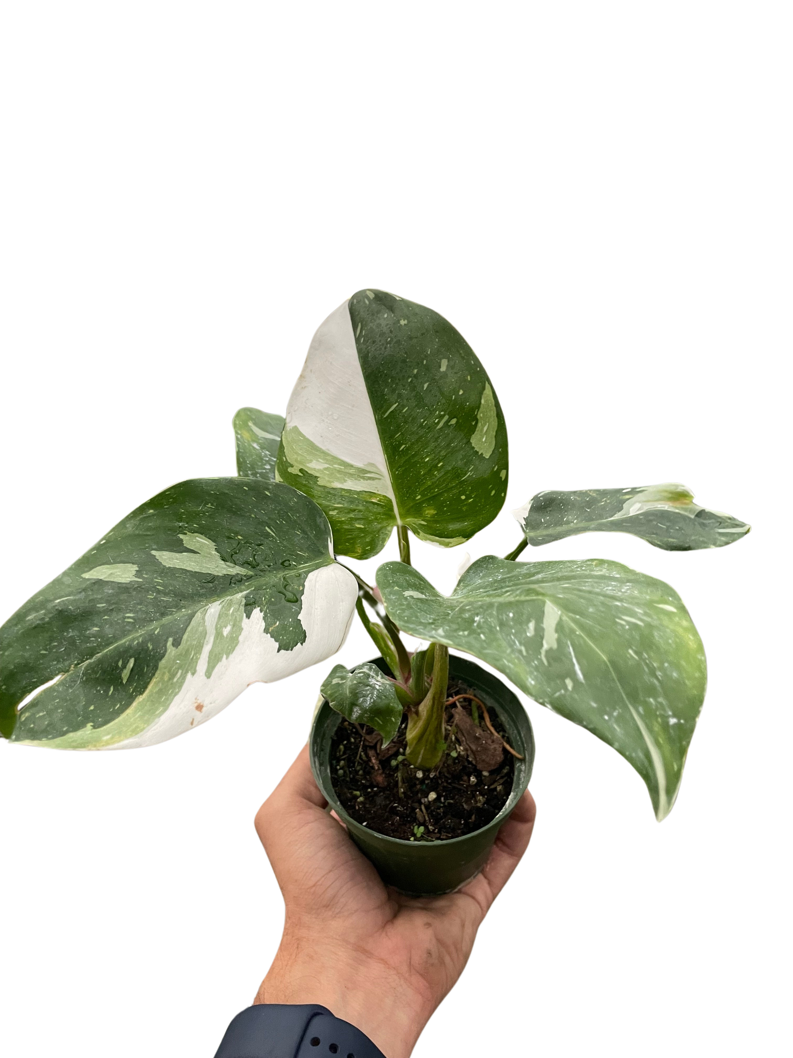 Philodendron 'White Princess' | Indoor Plant | Tropical Plant | Potted ...