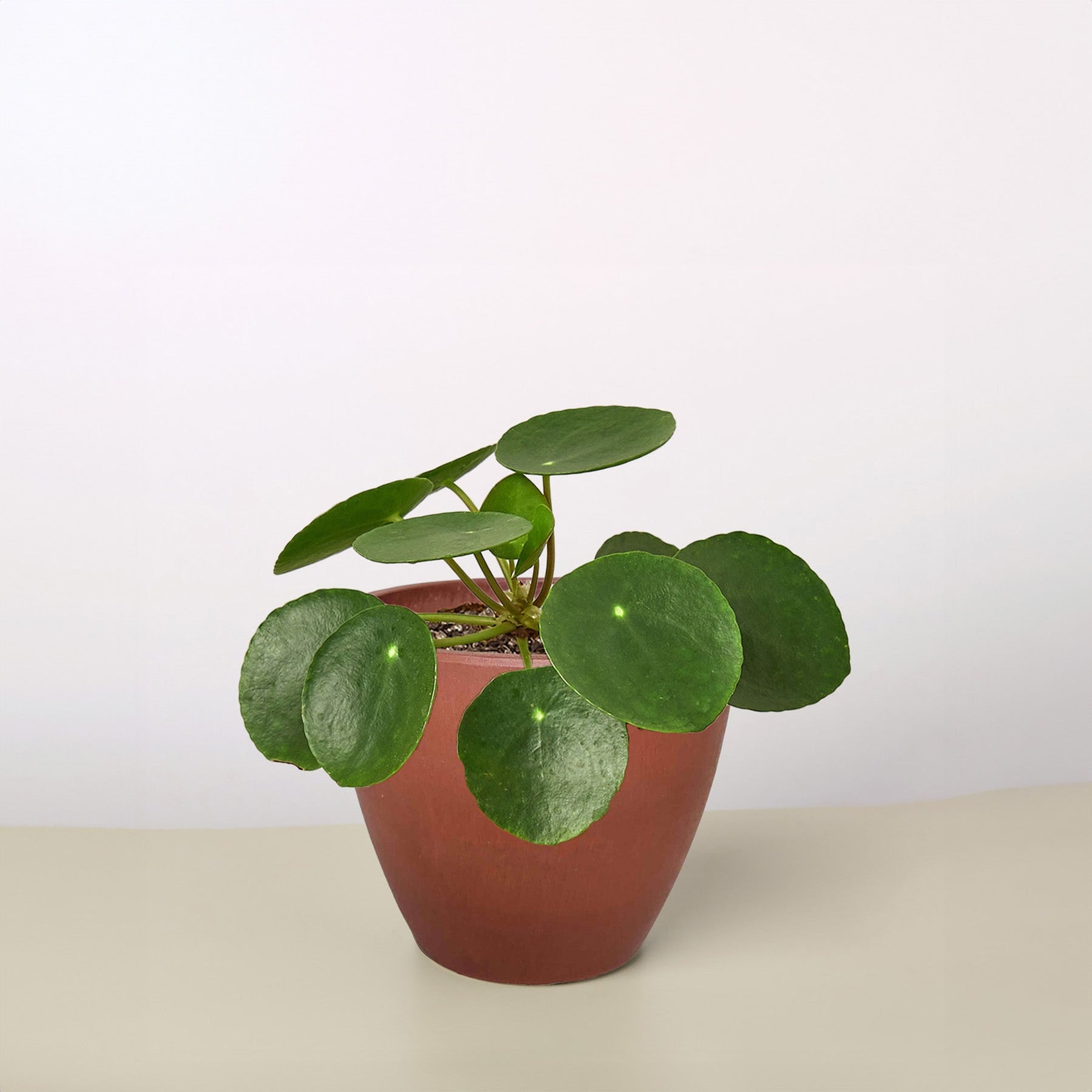 Pilea Peperomioides 'Chinese Money' | Indoor Plant | Tropical Plant ...