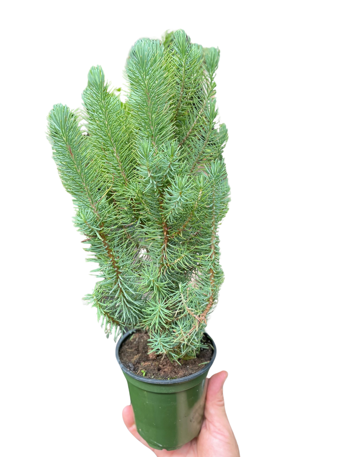 Blue Pine Trees — House Plant Dropship