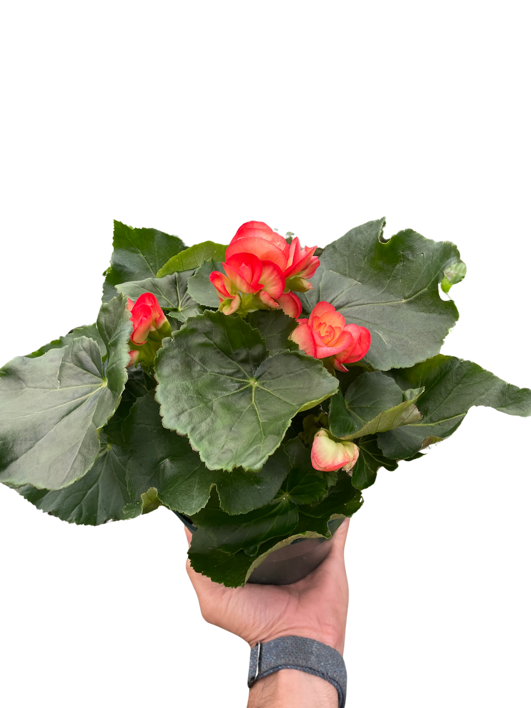 Begonia 'Reiger' — House Plant Dropship