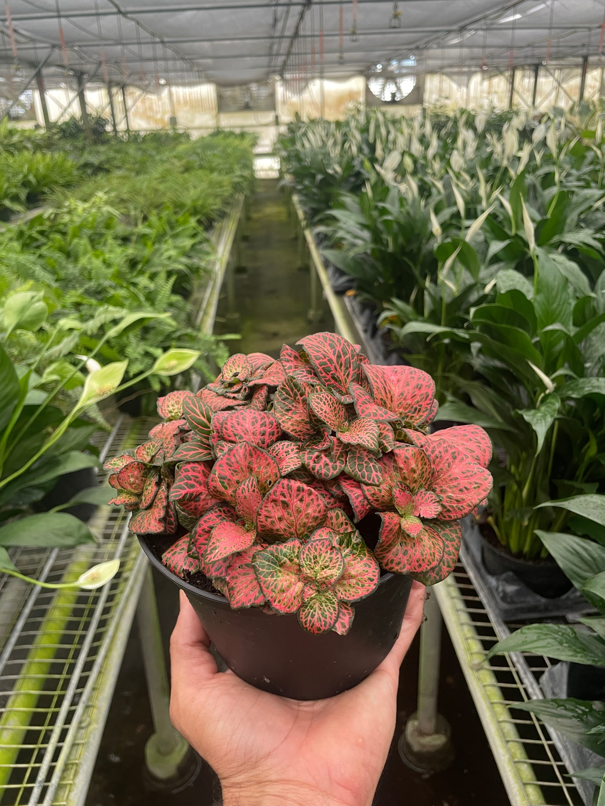Fittonia 'Red' | House Plant Dropship