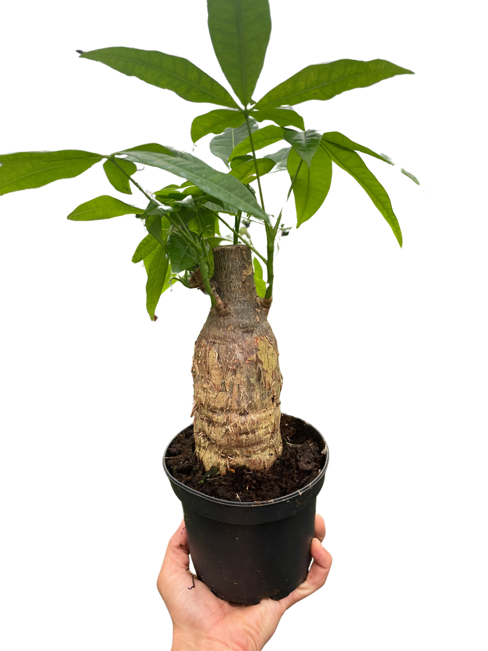 Money Tree 'Guiana Chestnut' Pachira Stump | House Plant Dropship
