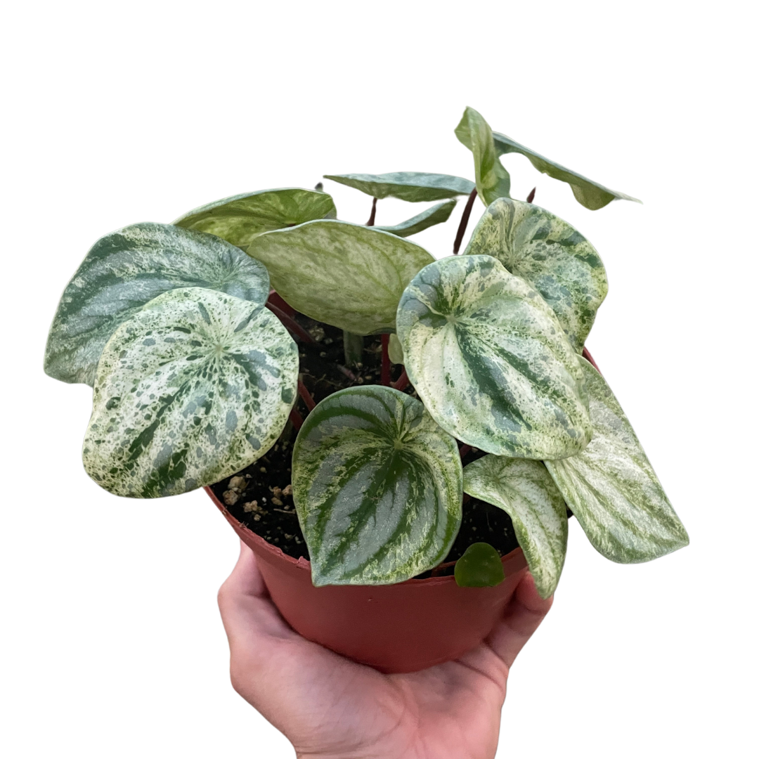 Peperomia Watermelon | Indoor Plant | Tropical Plant | Potted Plant ...