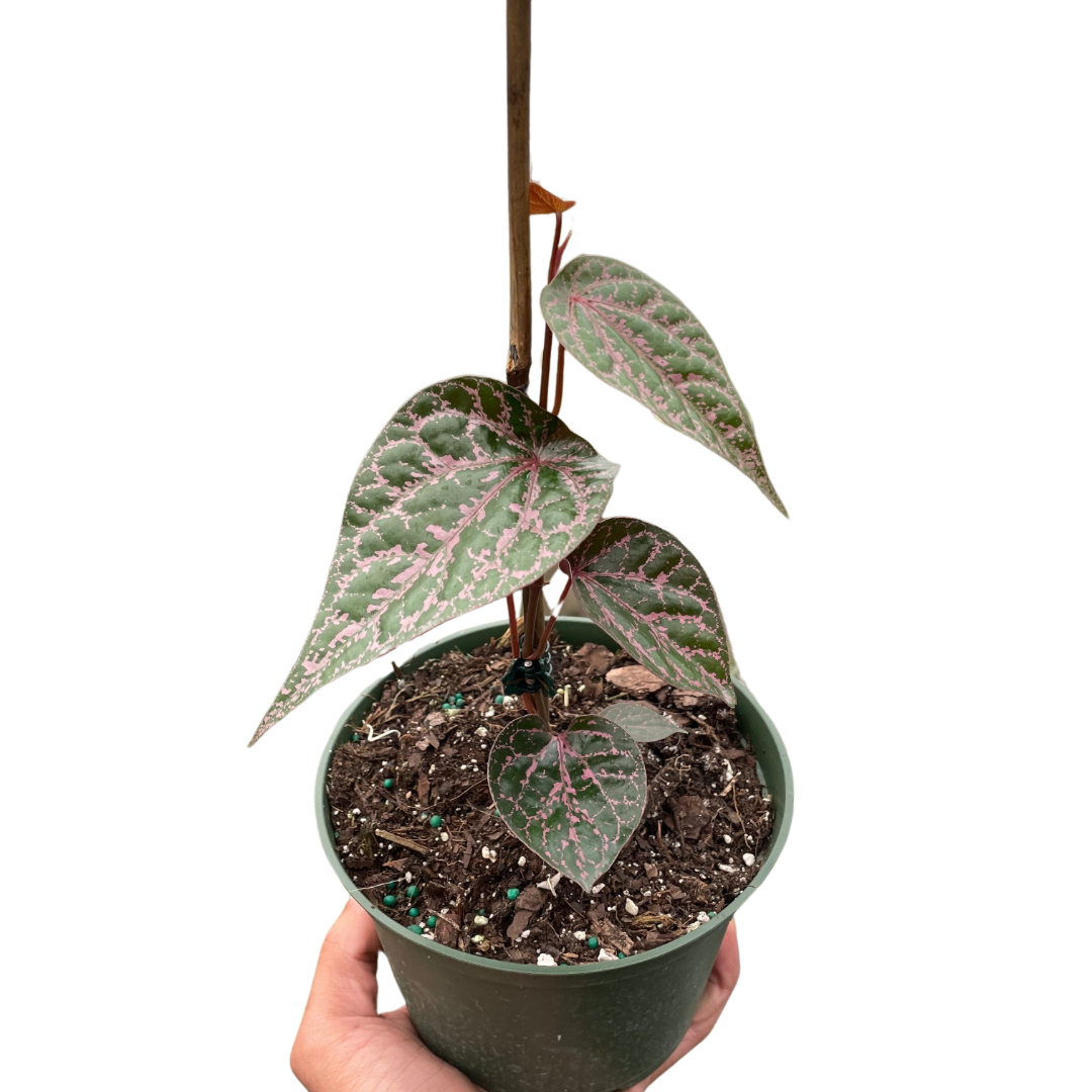 Piper Crocatum | Indoor Plant | Tropical Plant | Potted Plant | House ...