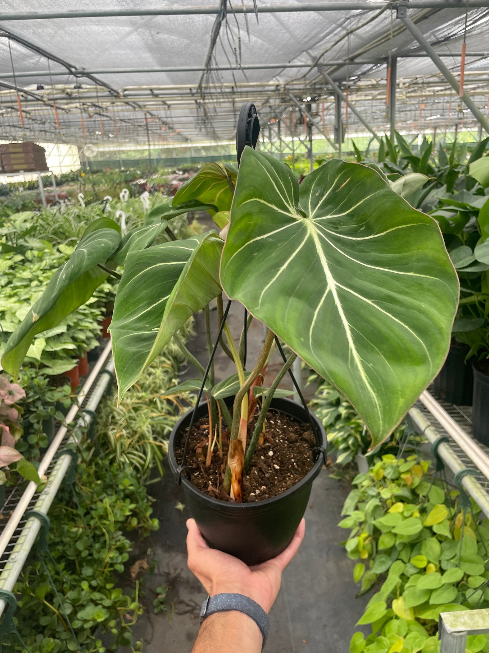 Philodendron Gloriosum 'Zebra' | Indoor Plant | Tropical Plant | Potted ...