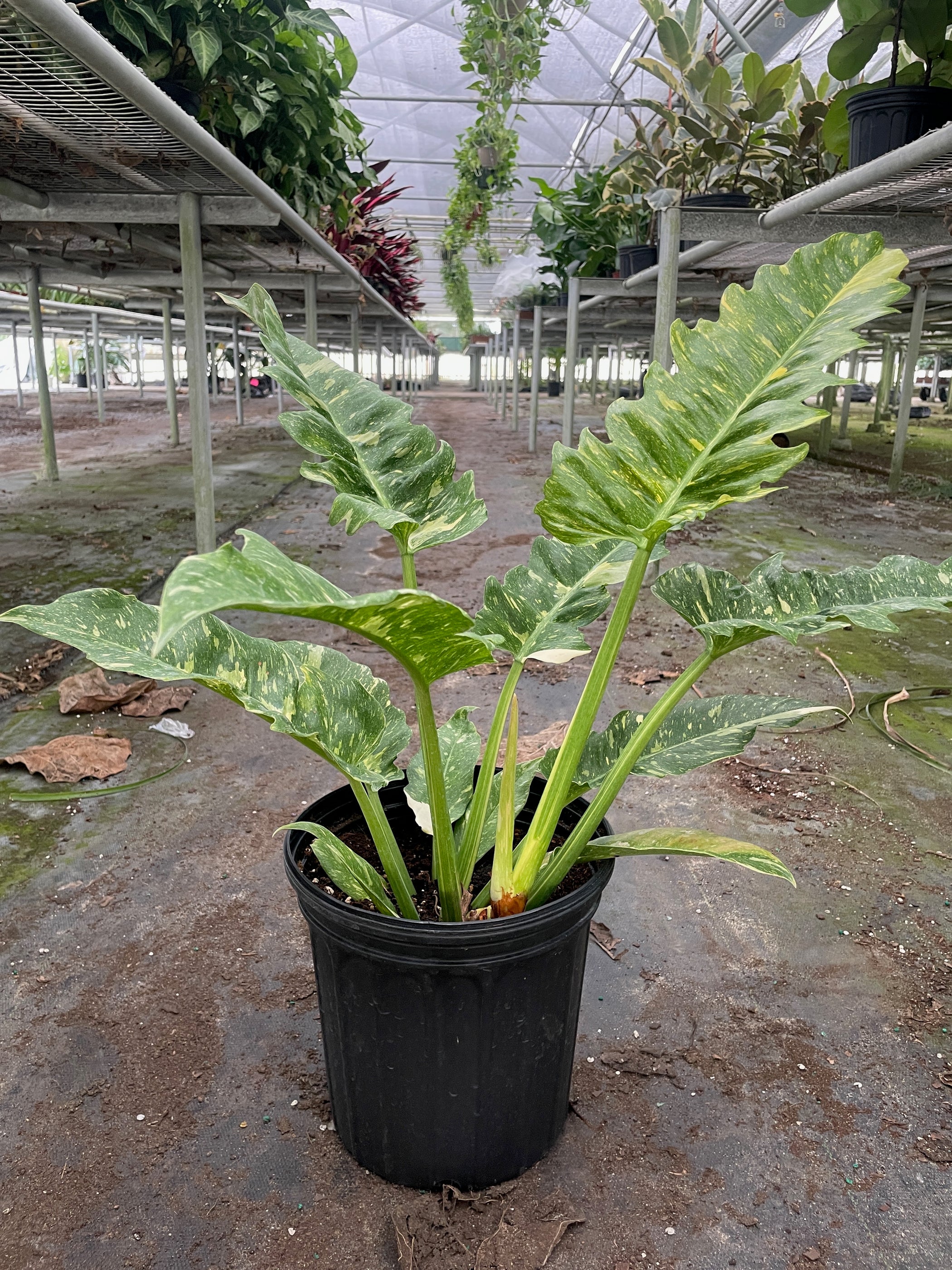 Philodendron Ring of Fire Variegated | Indoor Plant | Tropical Plant ...