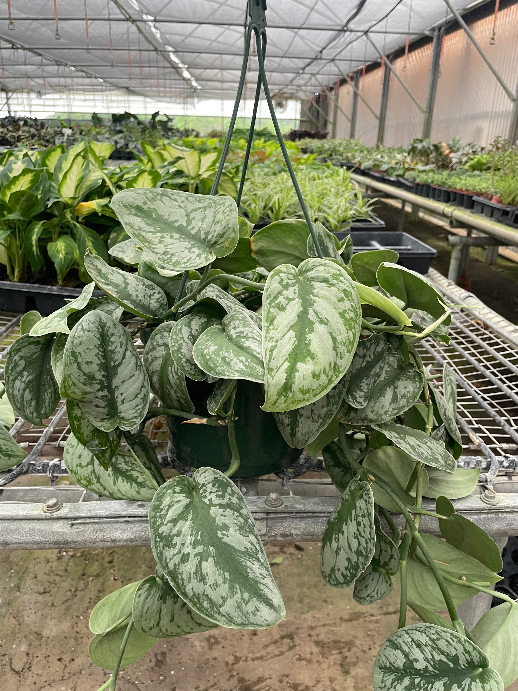 Scindapsus Pictus 'Exotica' | House Plant Dropship