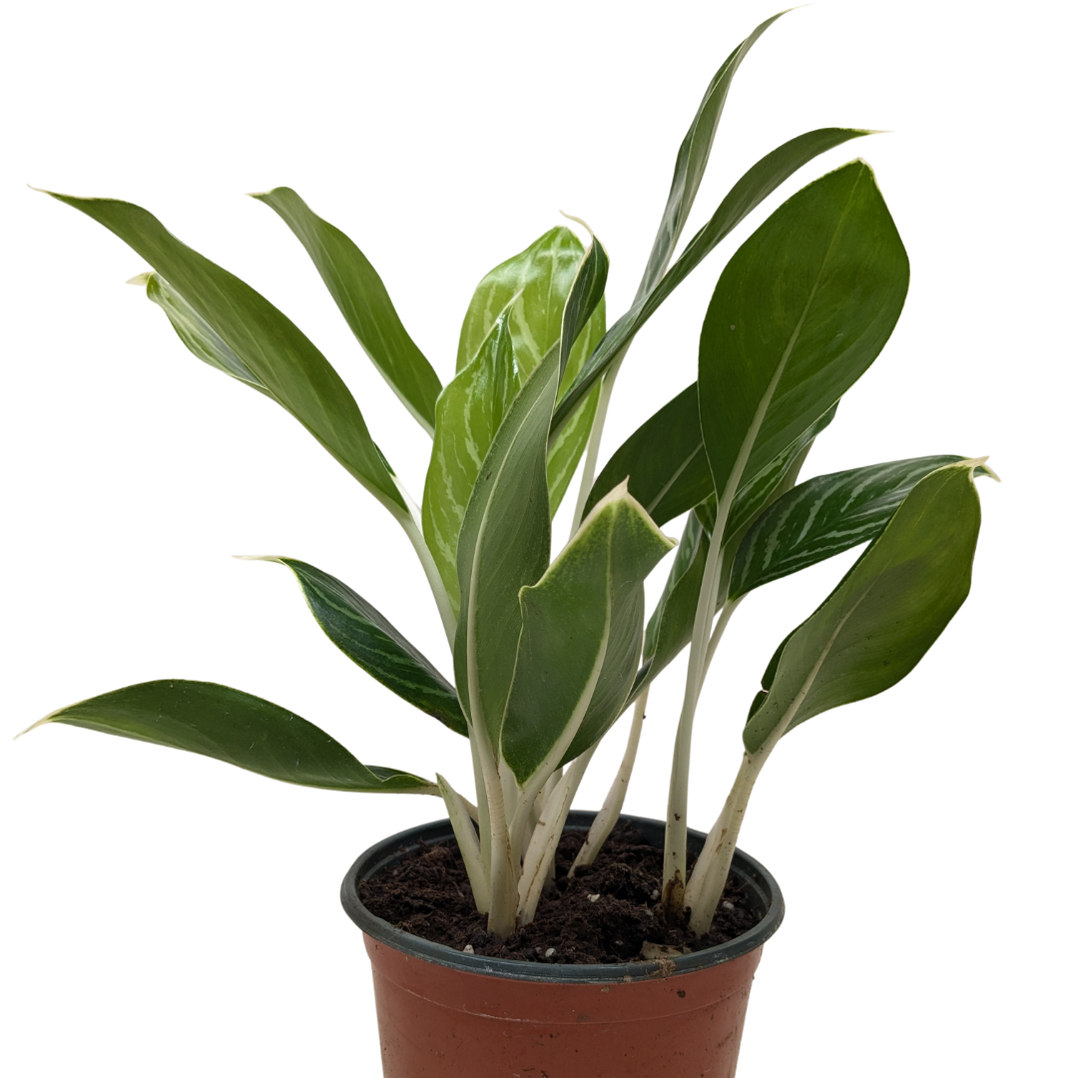 Chinese Evergreen 'Snow Cap' | House Plant Wholesale — House Plant Dropship