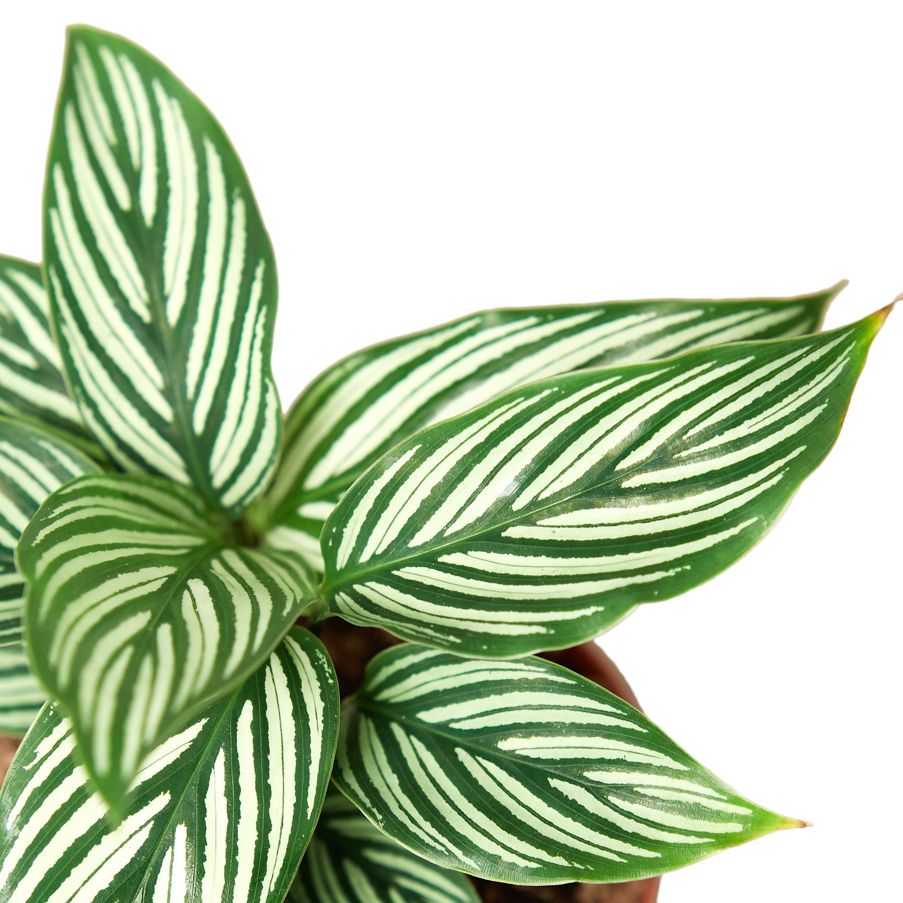Calathea 'Vittata' | House Plant Dropship