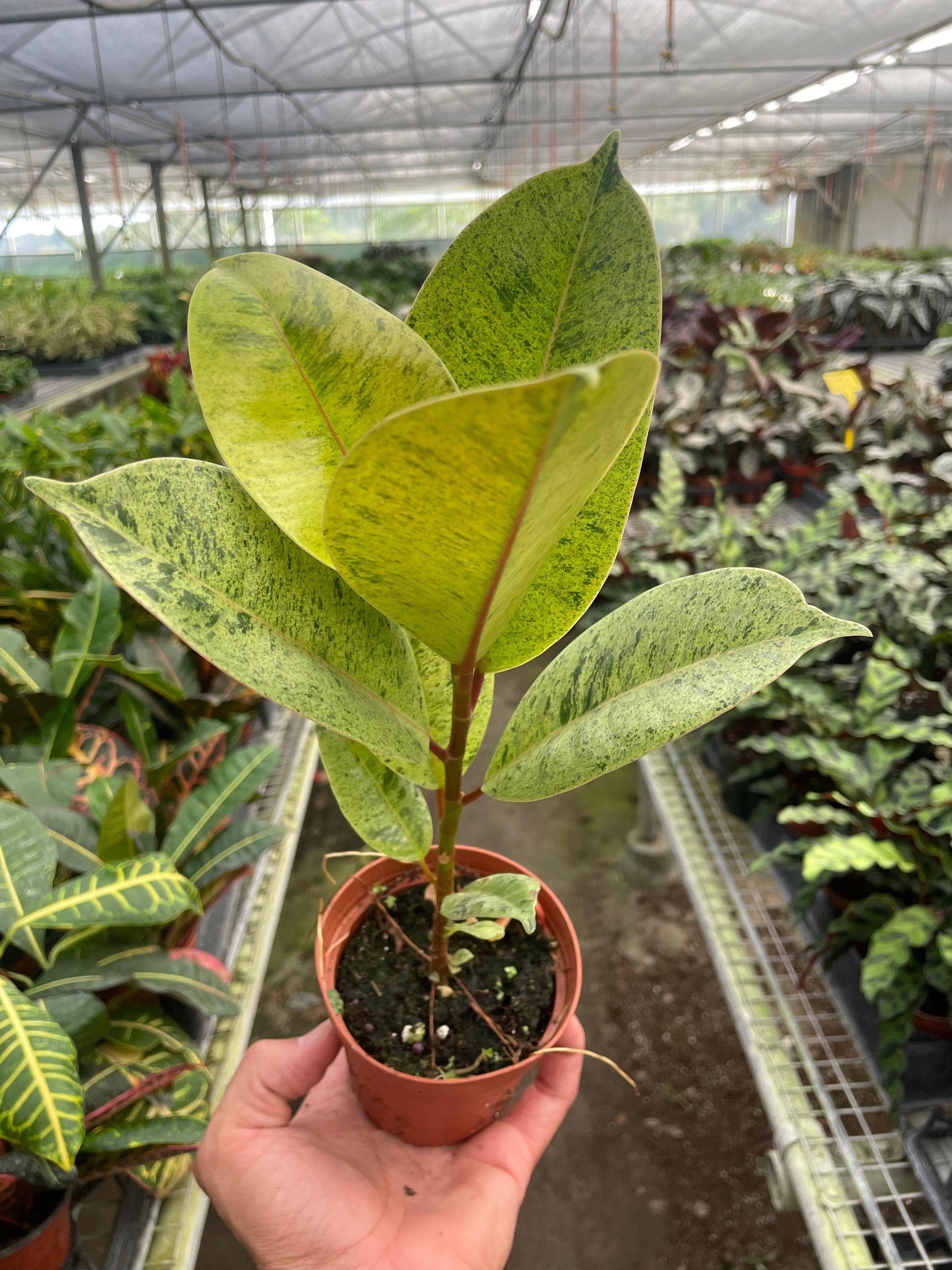 Ficus 'shivereana' | Indoor Plant | Tropical Plant | Potted Plant ...